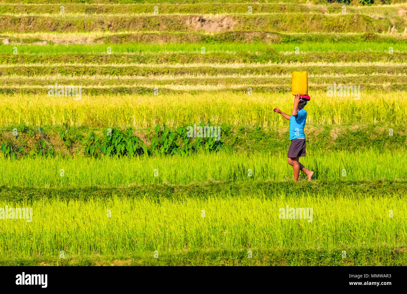 Locals collecting rice crop in terraces along the National Route 7 ...