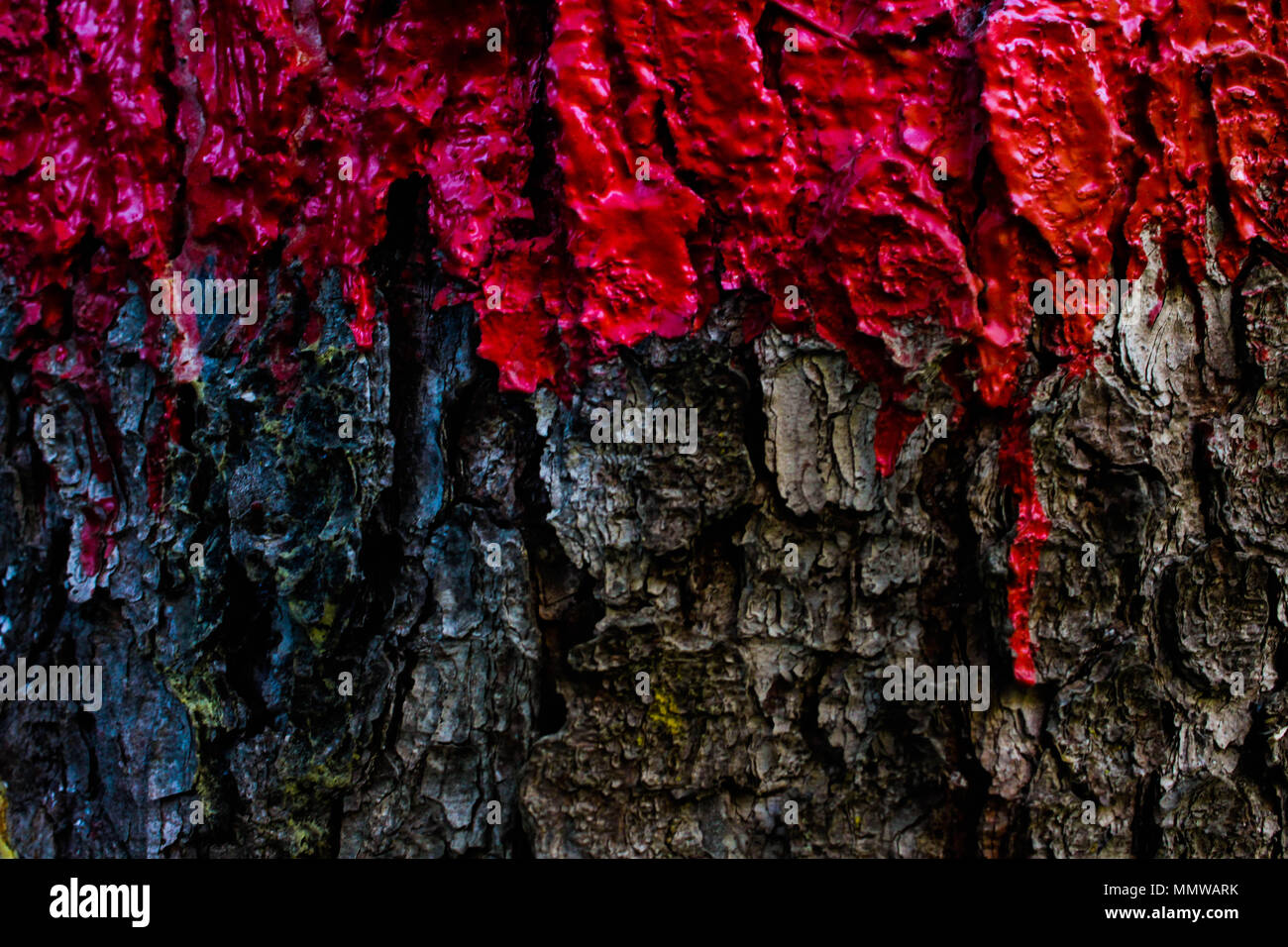 Nature bark hi-res stock photography and images - Alamy