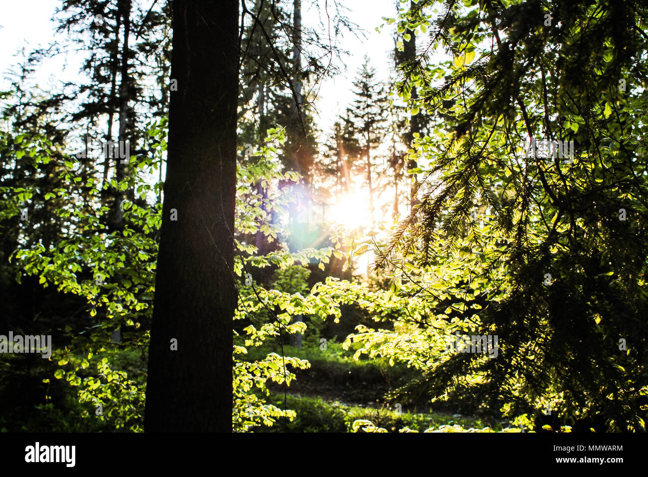 The sun shone through the trees Stock Photo - Alamy