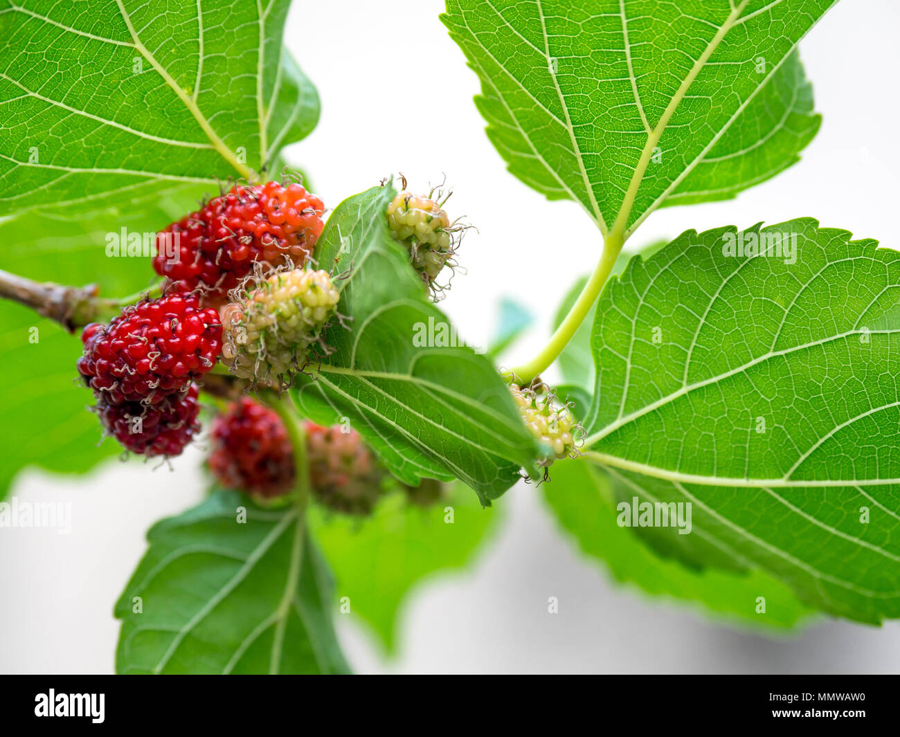 Mulberry fruit and green leaves on the tree. Mulberry this a fruit and ...