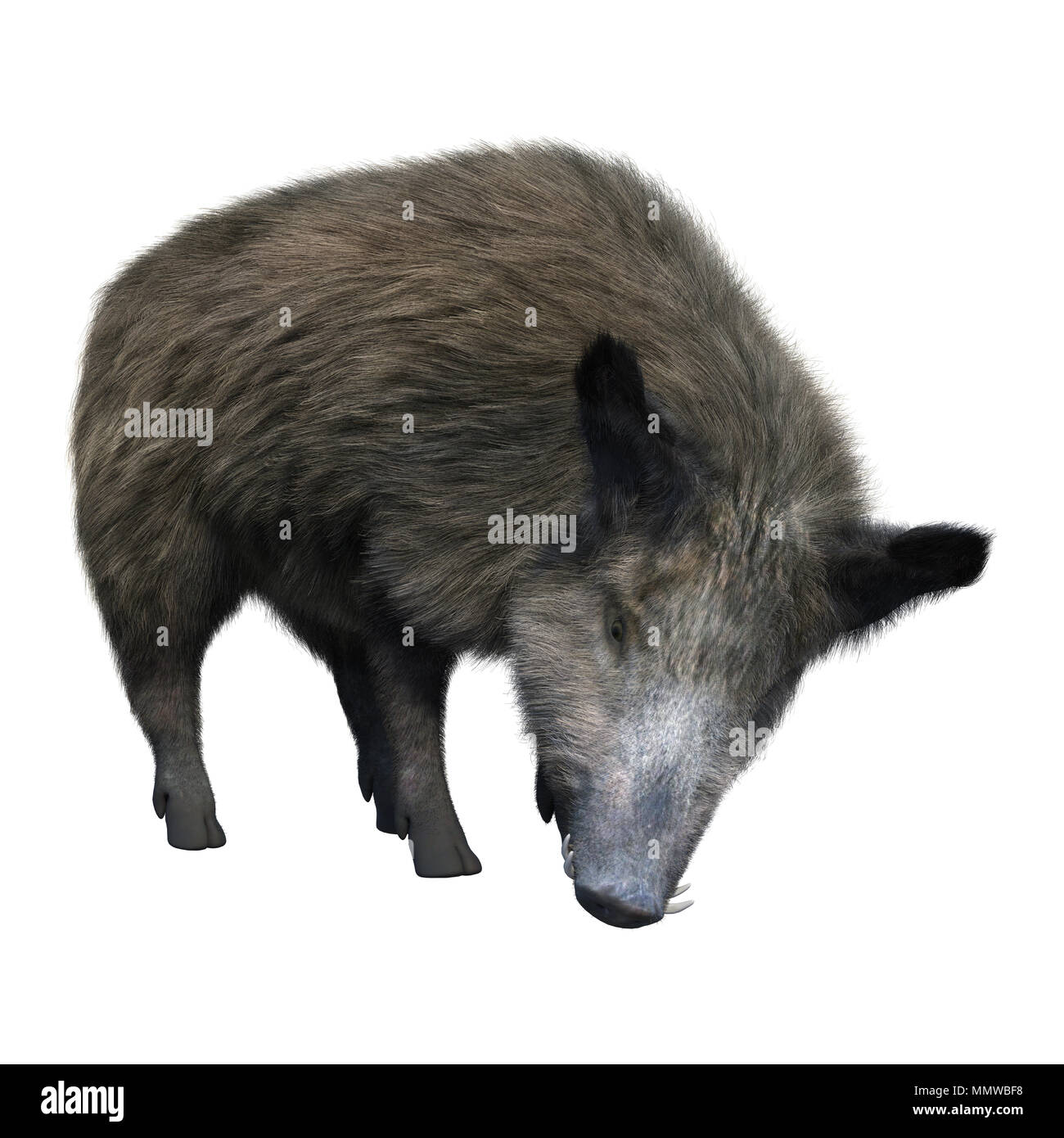 3D rendering of a wild boar isolated on white background Stock Photo ...