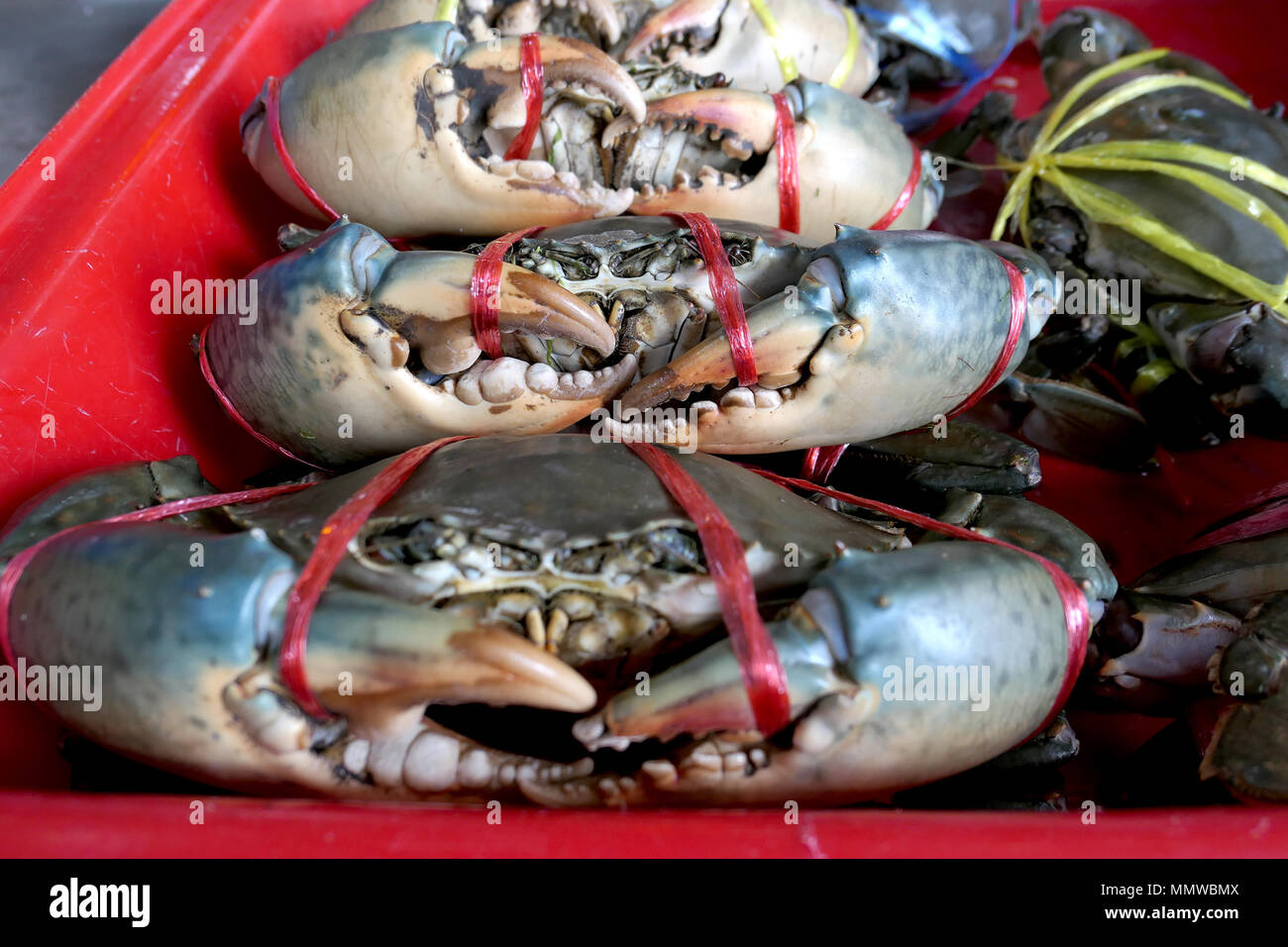 Fresh crabs are tied in a red pickup in the market. Fresh and delicious ...