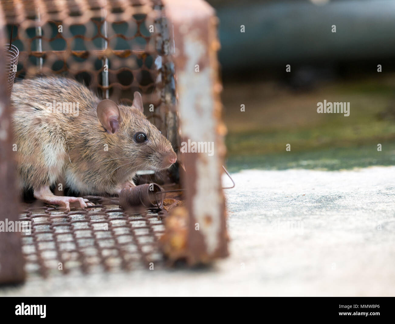 The rat was in a cage catching. The rat has contagion the disease to ...
