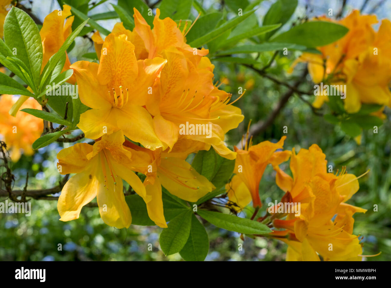 Japanese azalea in flower outside the historic walled garden at ...