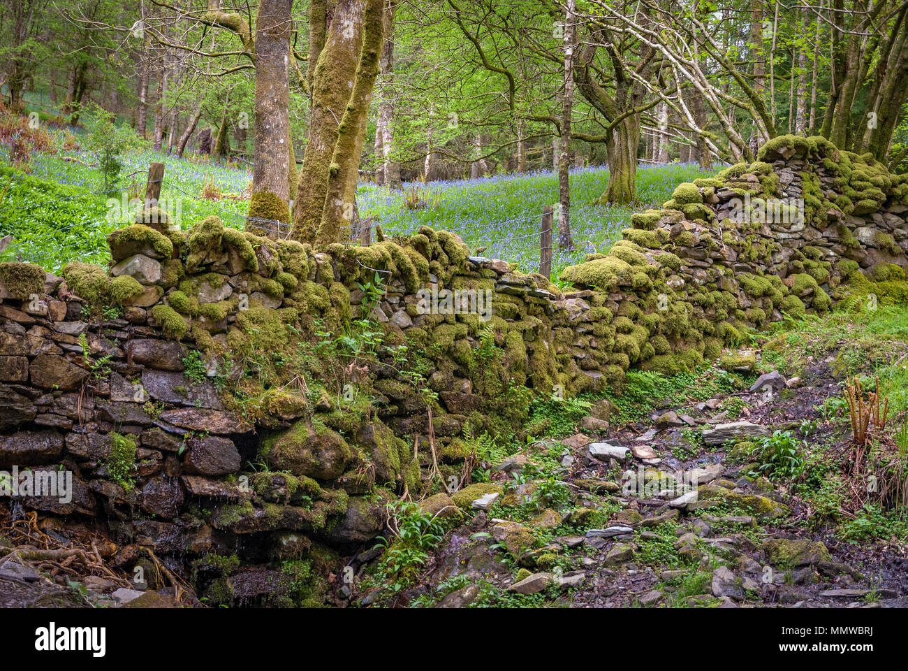 Moss covered stone hi-res stock photography and images - Alamy