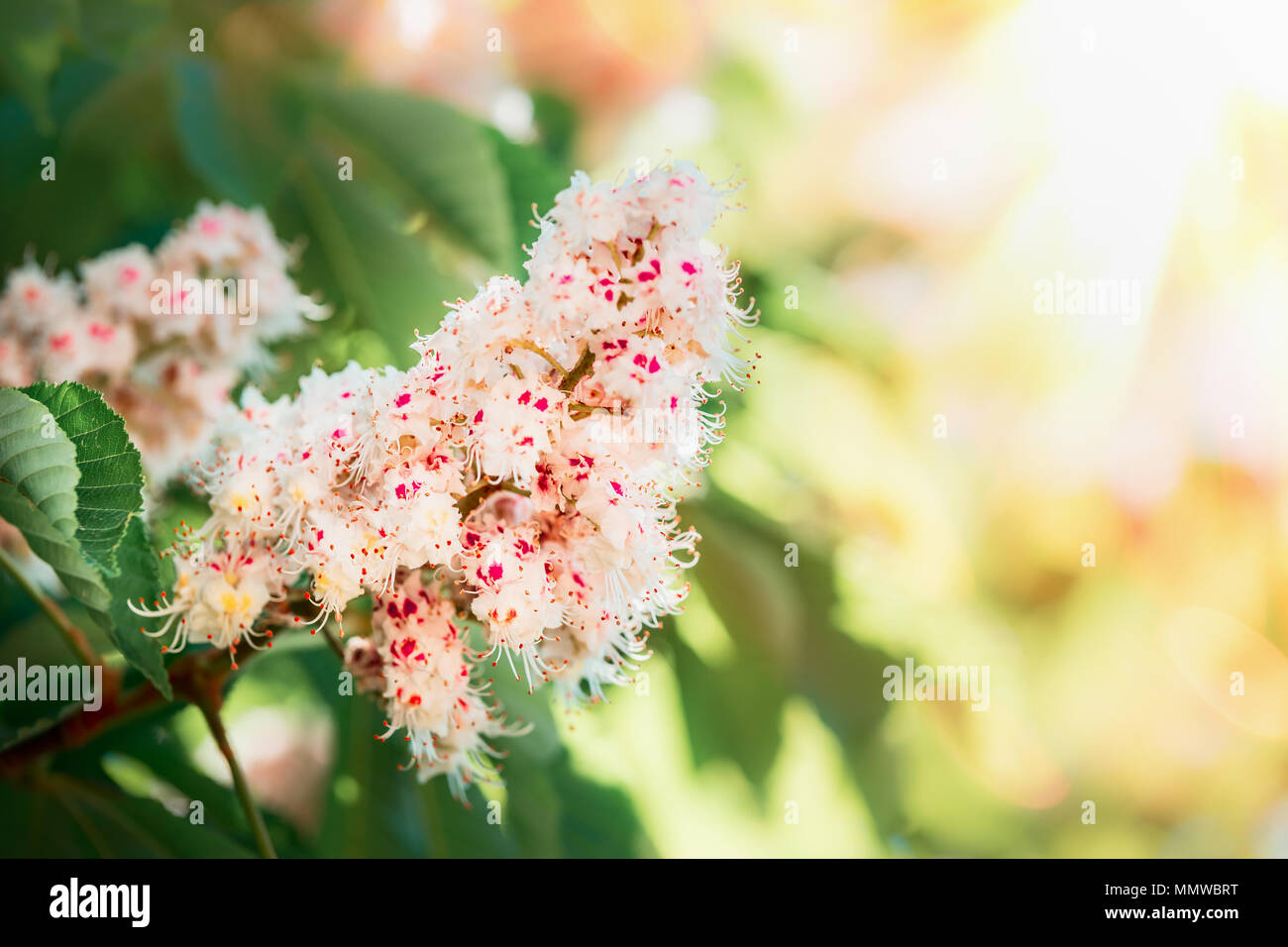 Beautiful chestnuts blossom with big pink flowers, springtime nature ...