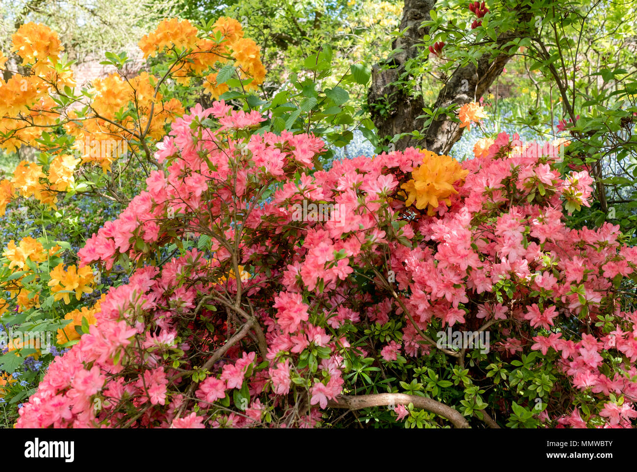 Brightly coloured Japanese azaleas in flower outside the walled garden ...