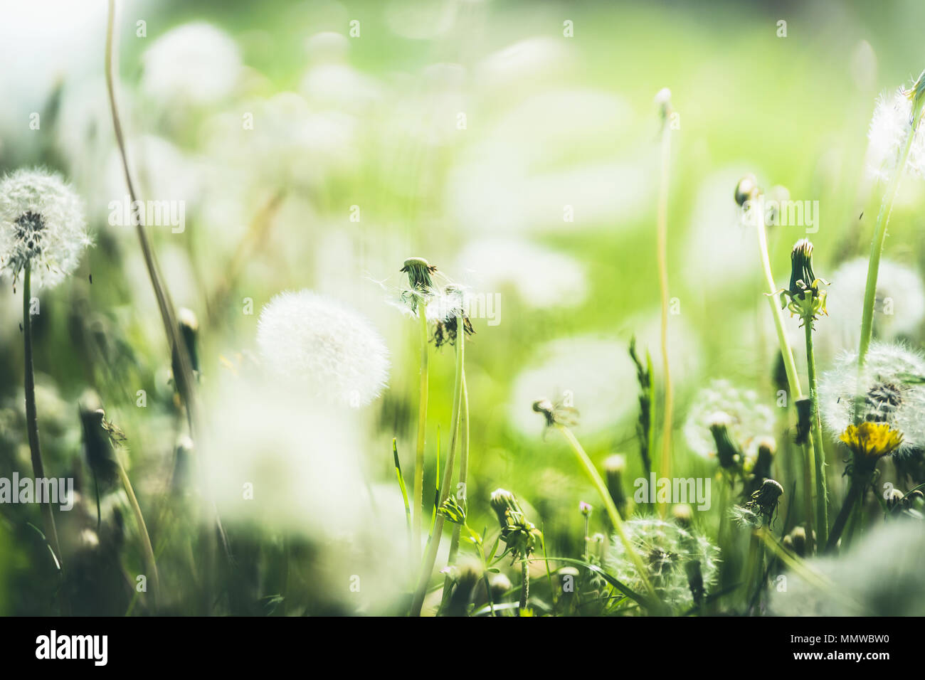 Summer dandelion nature background, outdoor, pasture Stock Photo - Alamy