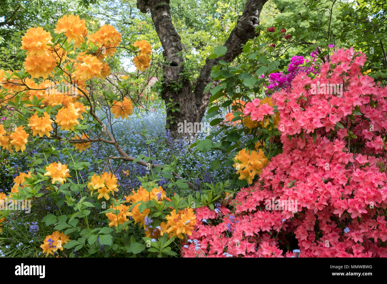 Brightly coloured Japanese azaleas in flower outside the walled garden ...