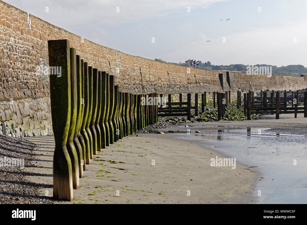 The wave & weather shaped wooden groyn poles & sea wall at Vazon Bay ...