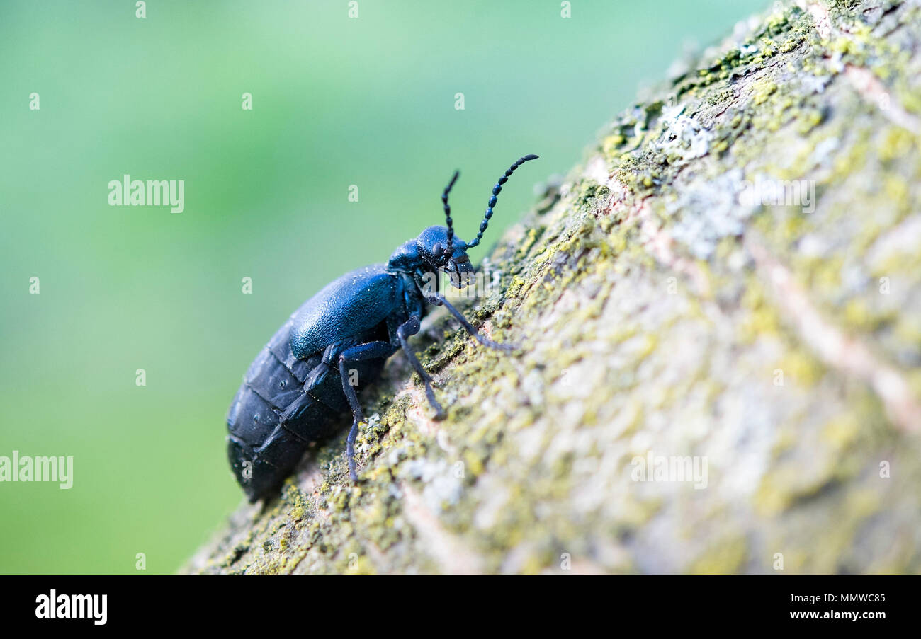 Parasite tree animal hi-res stock photography and images - Alamy