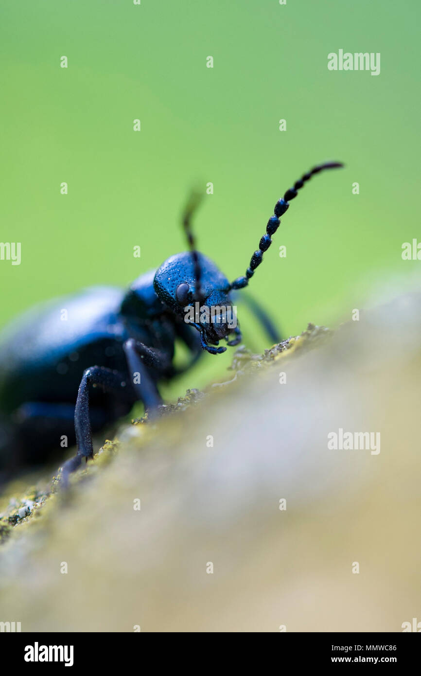 Black oil beetle (Meloe proscarabaeus) female preening. European beetle ...