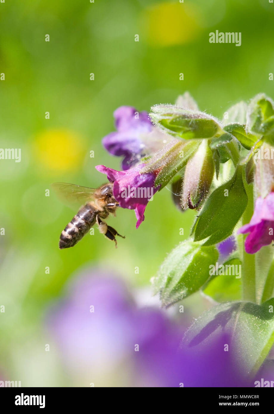 Collecting pollen flower pollination hi-res stock photography and ...