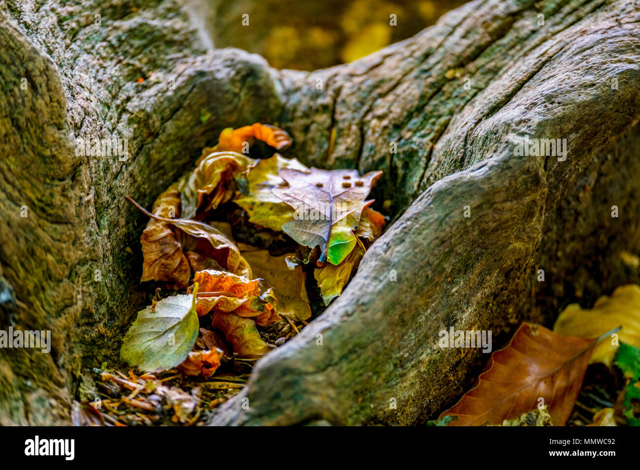 tree hollow with fallen leaves Stock Photo - Alamy