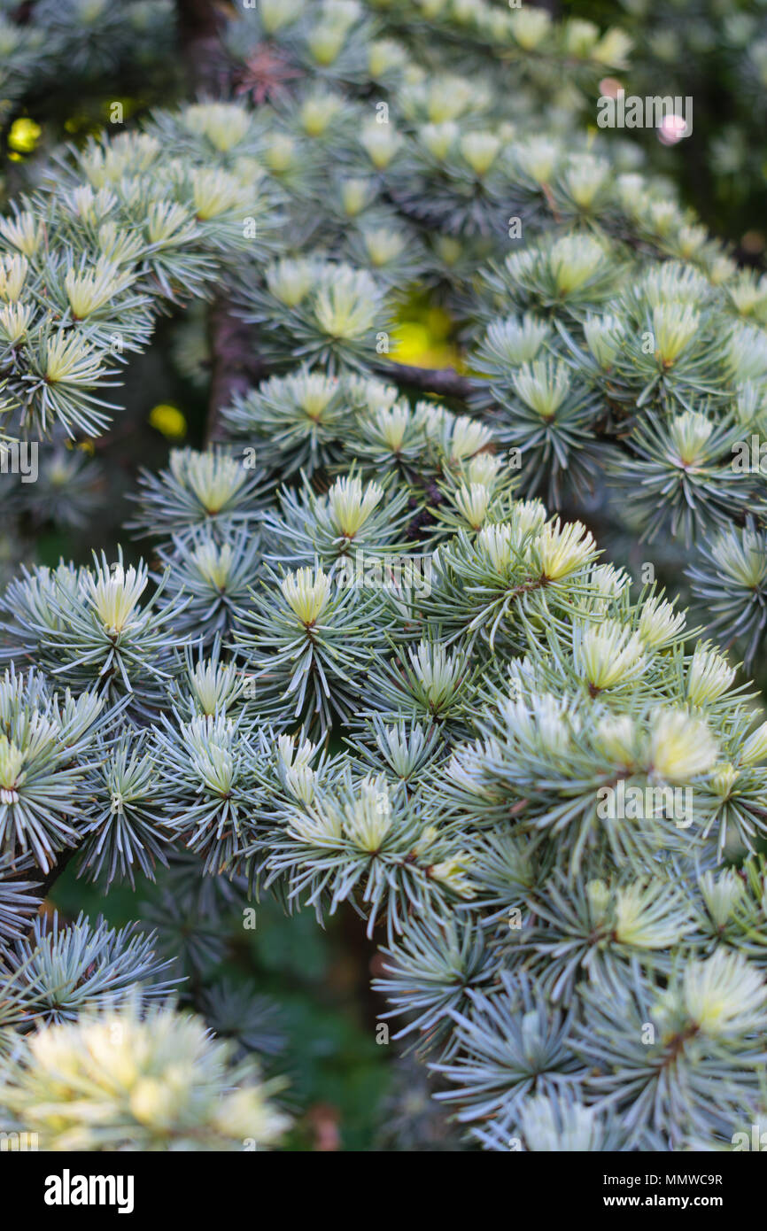 Atlas cedar cedrus atlantica forest hi-res stock photography and images ...
