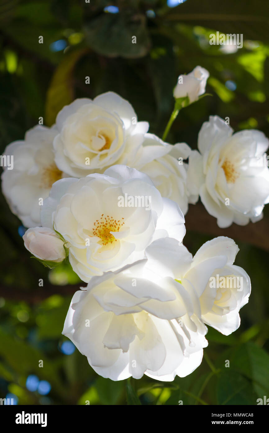Backlit roses hi-res stock photography and images - Alamy