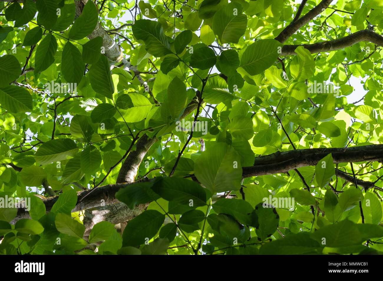 Walnut tree foliage and branches Stock Photo - Alamy