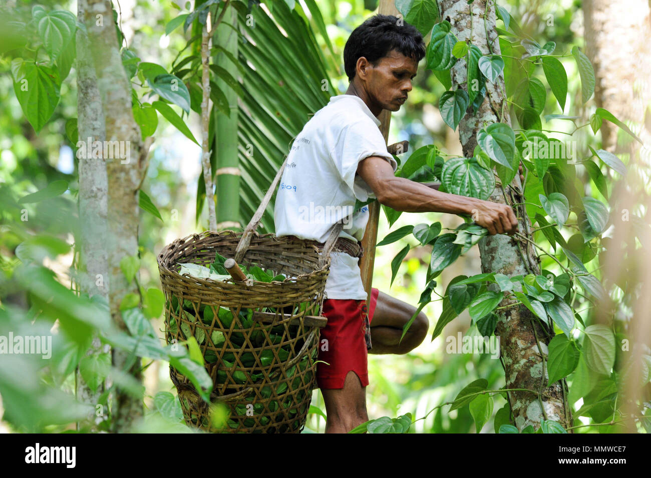 Srimongol hi-res stock photography and images - Alamy