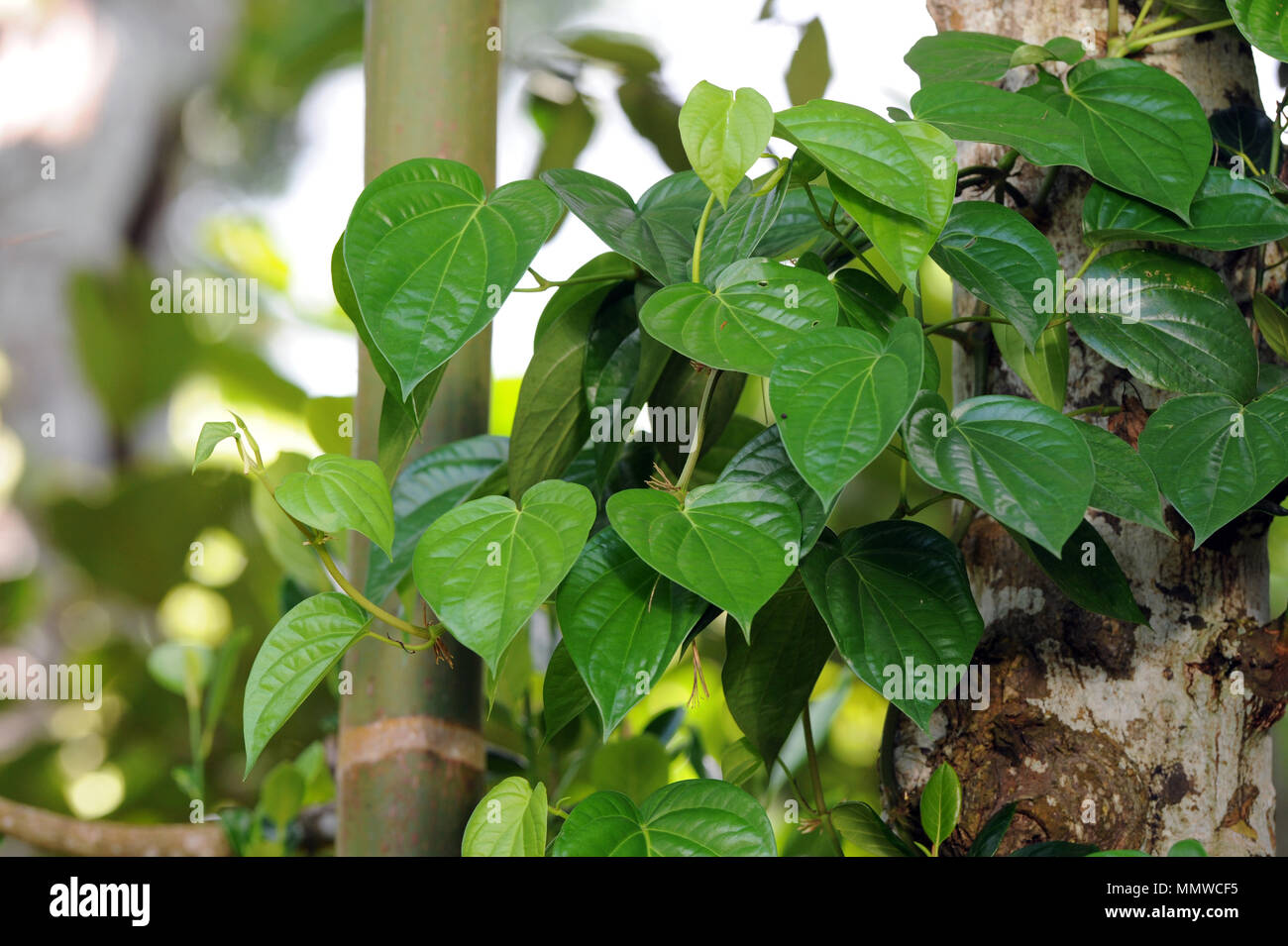 Moulvibazar, Bangladesh - July 26, 2010: Bangladeshi ethnic women ...