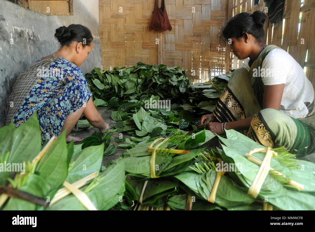 Bangladeshi leaf hi-res stock photography and images - Alamy