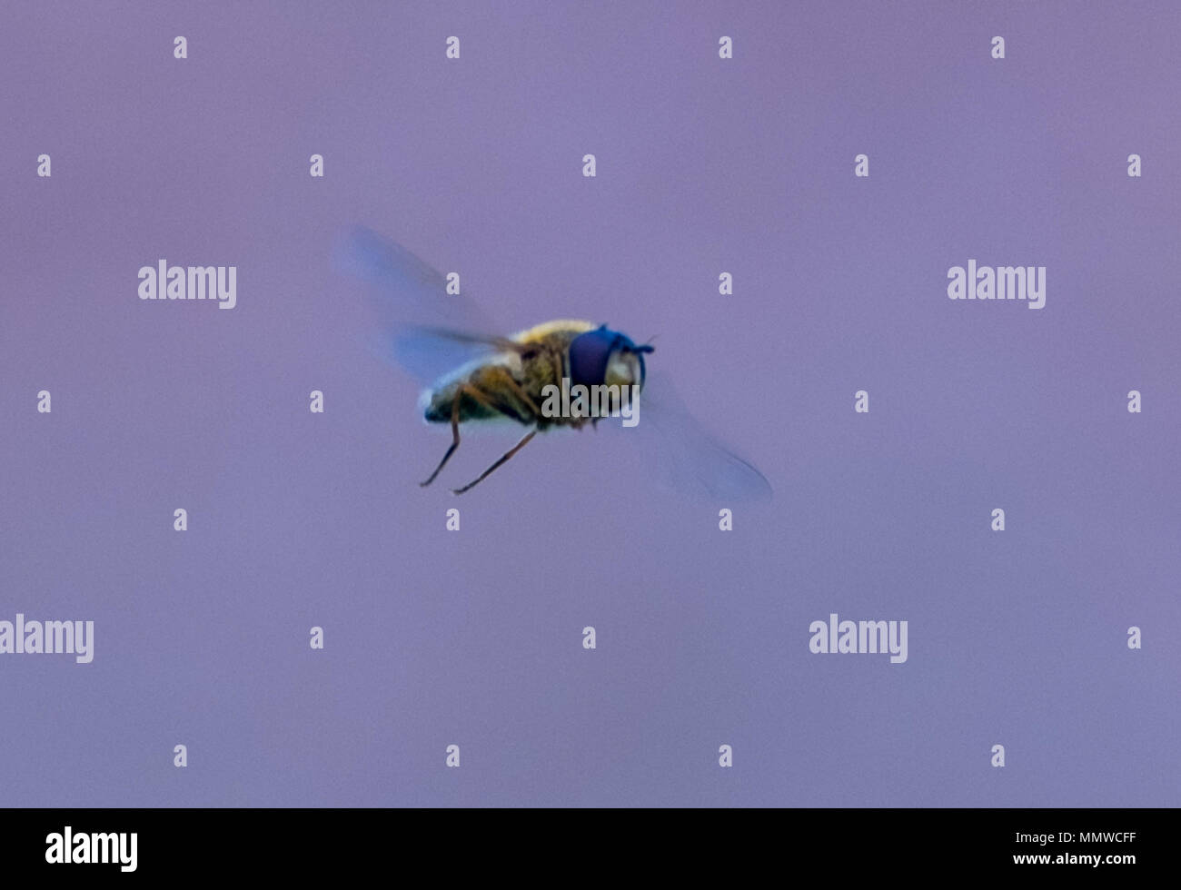 hovering bug with wings in mid air Stock Photo - Alamy