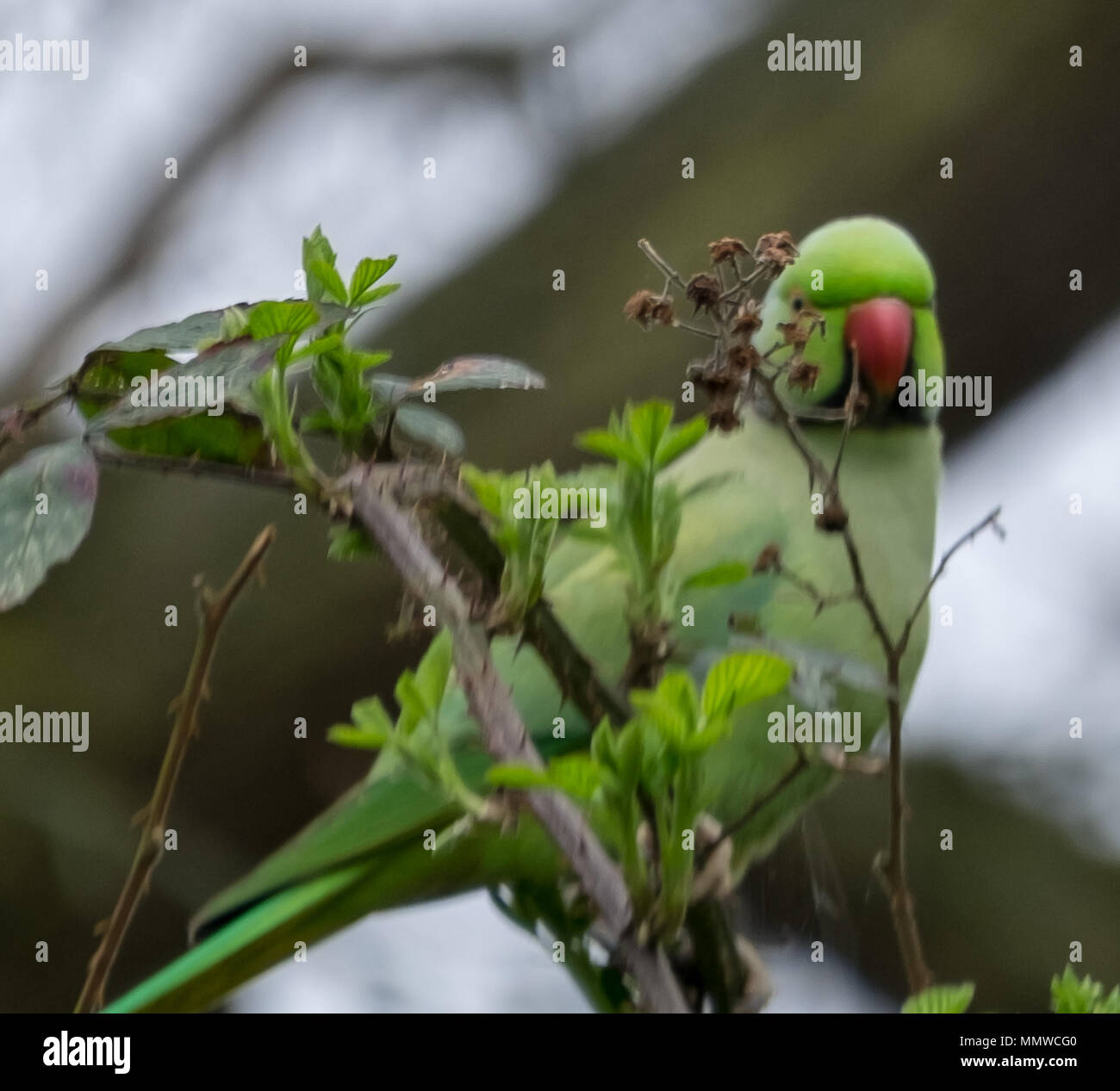Surrey parakeets hi-res stock photography and images - Alamy