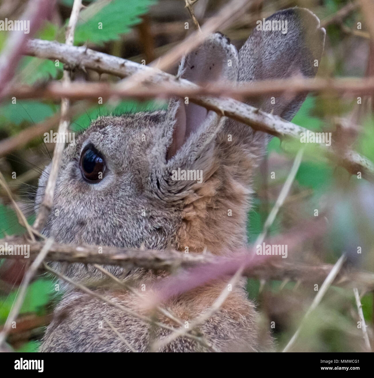 Grey Rabbits High Resolution Stock Photography and Images - Alamy