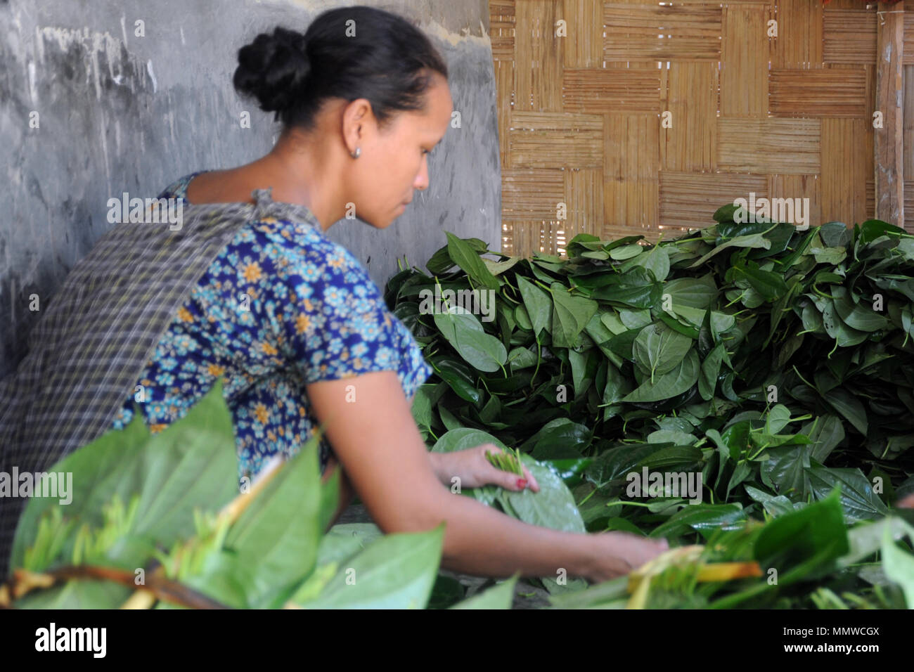 Bangladesh betel leaf hi-res stock photography and images - Alamy