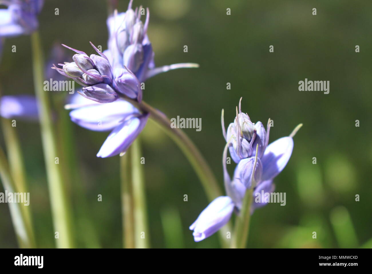 Field of blue bells hi-res stock photography and images - Alamy