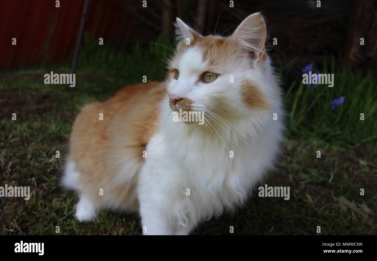 Close up photograph of a domestic ginger and white tom cat in a garden ...