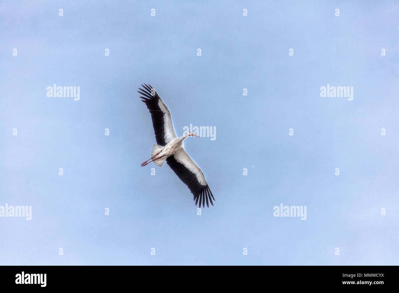 Stork single in flight isolated on blue sky Background birds wildlife ...