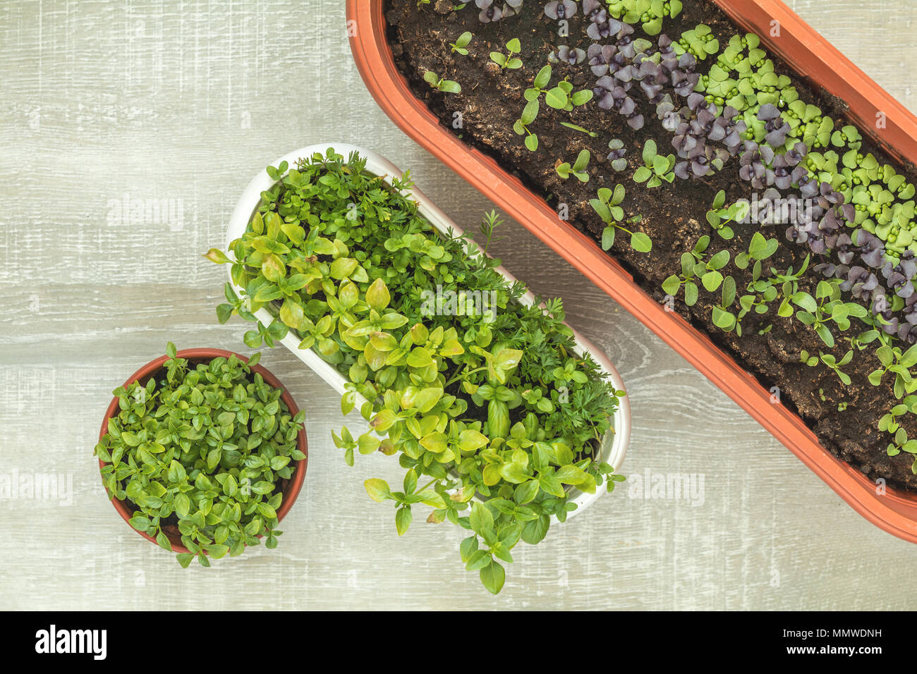Spring gardening light concept. Fresh basil, mushroom grass, marjoram ...