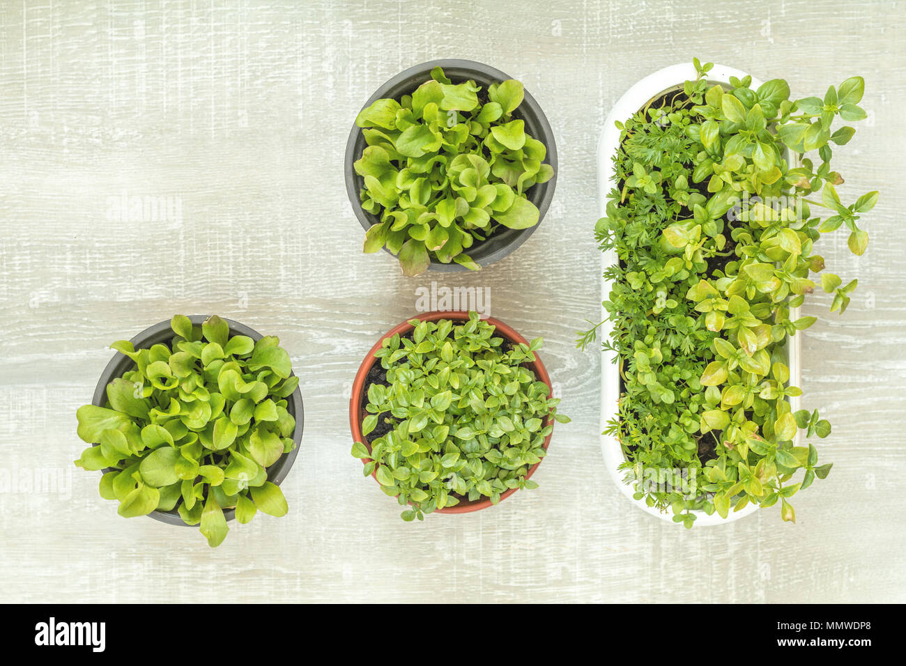 Spring gardening light concept. Fresh basil, mushroom grass, marjoram ...