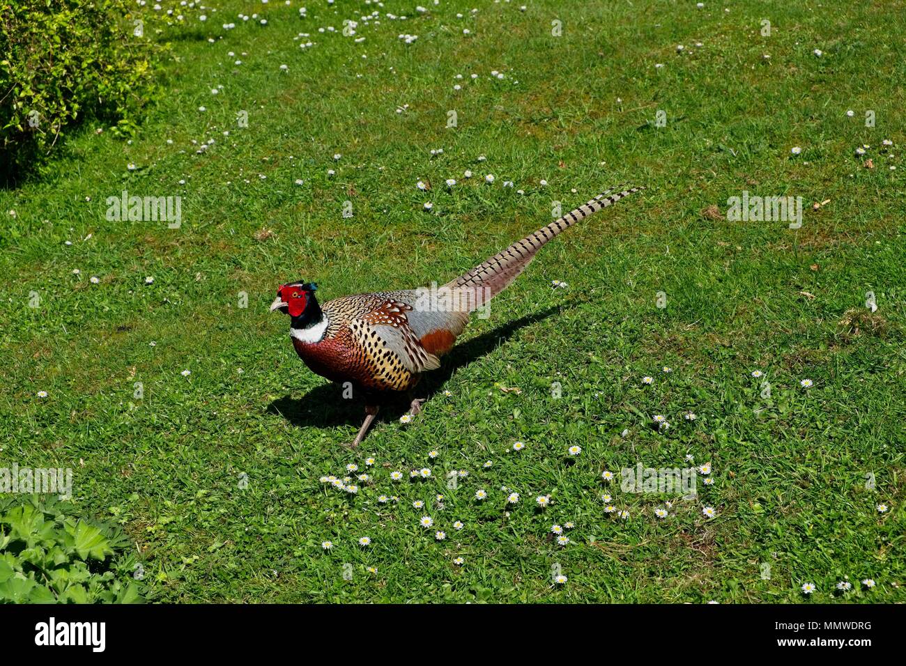 Pheasant tail grass hi-res stock photography and images - Alamy