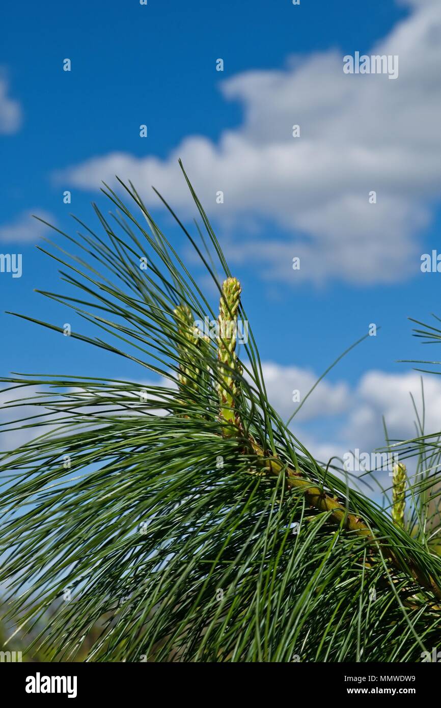 Pine needle ball hi-res stock photography and images - Alamy