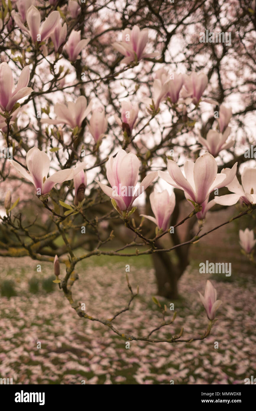 Magnolia Tree in Bloom Stock Photo - Alamy