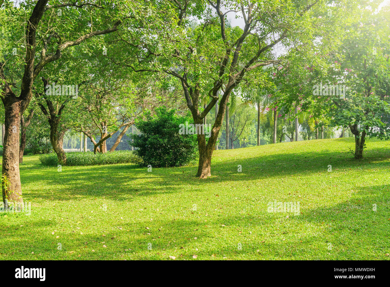 Day time view of the city park. Shenzhen. China Stock Photo - Alamy