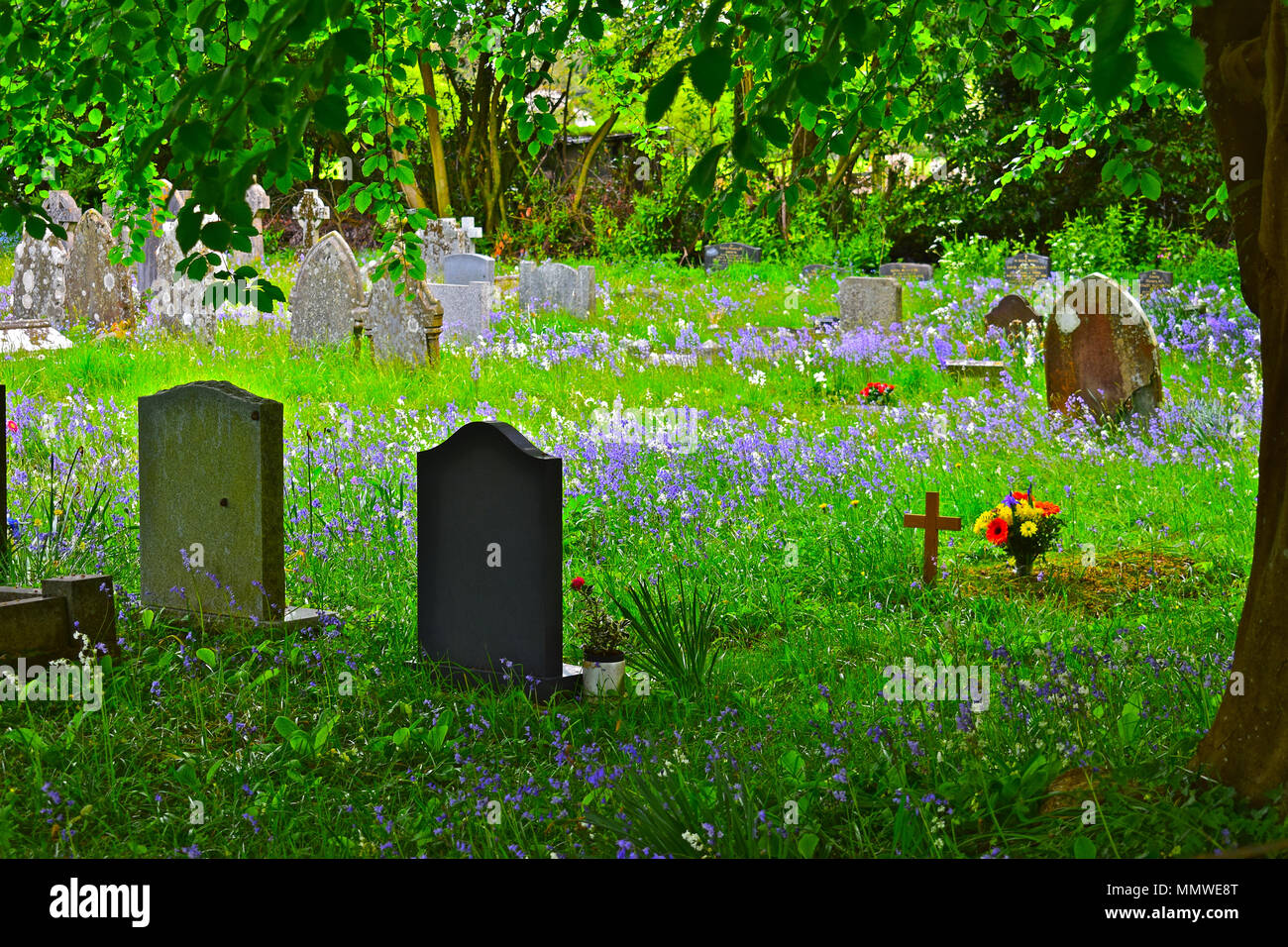 Graves with white and bluebells hi-res stock photography and images - Alamy