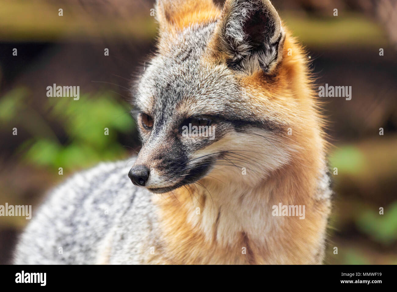 Close-up of a grey fox (Urocyon cinereoargenteus) looking to the side ...