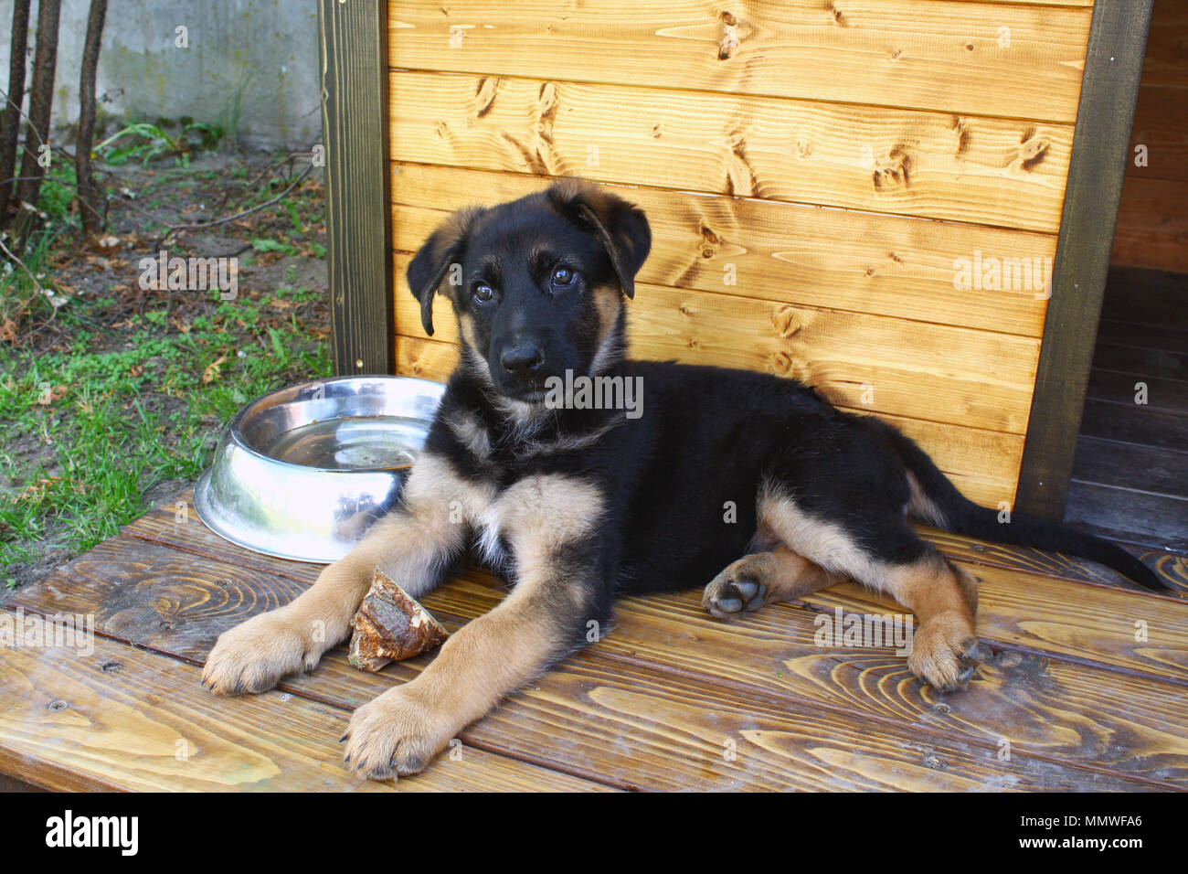 German shepherd dog show hi-res stock photography and images - Alamy