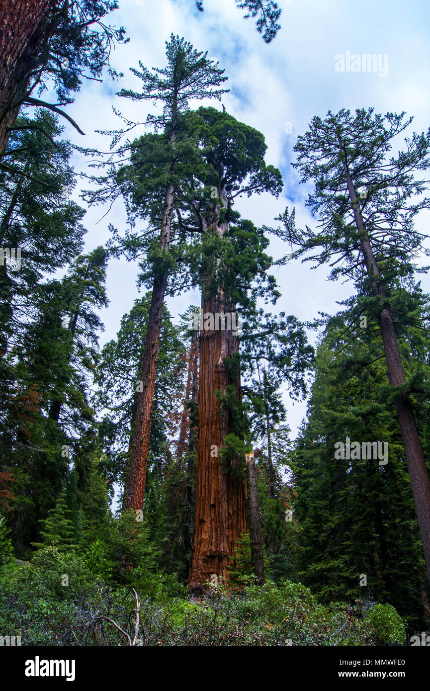 Sequoia Park, Giant Tree, California, USA Stock Photo - Alamy
