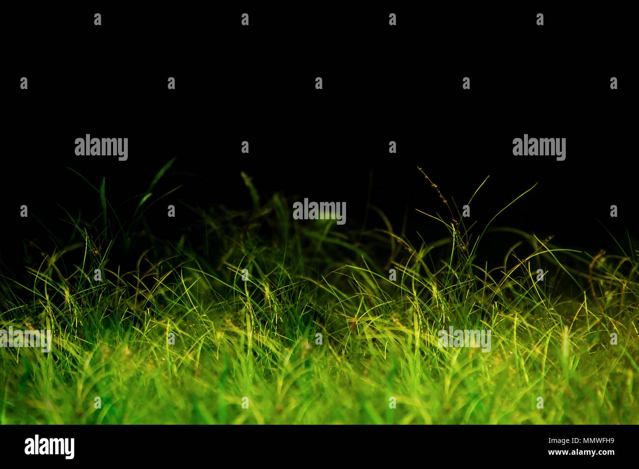 Magical looking grass on the black background Stock Photo - Alamy
