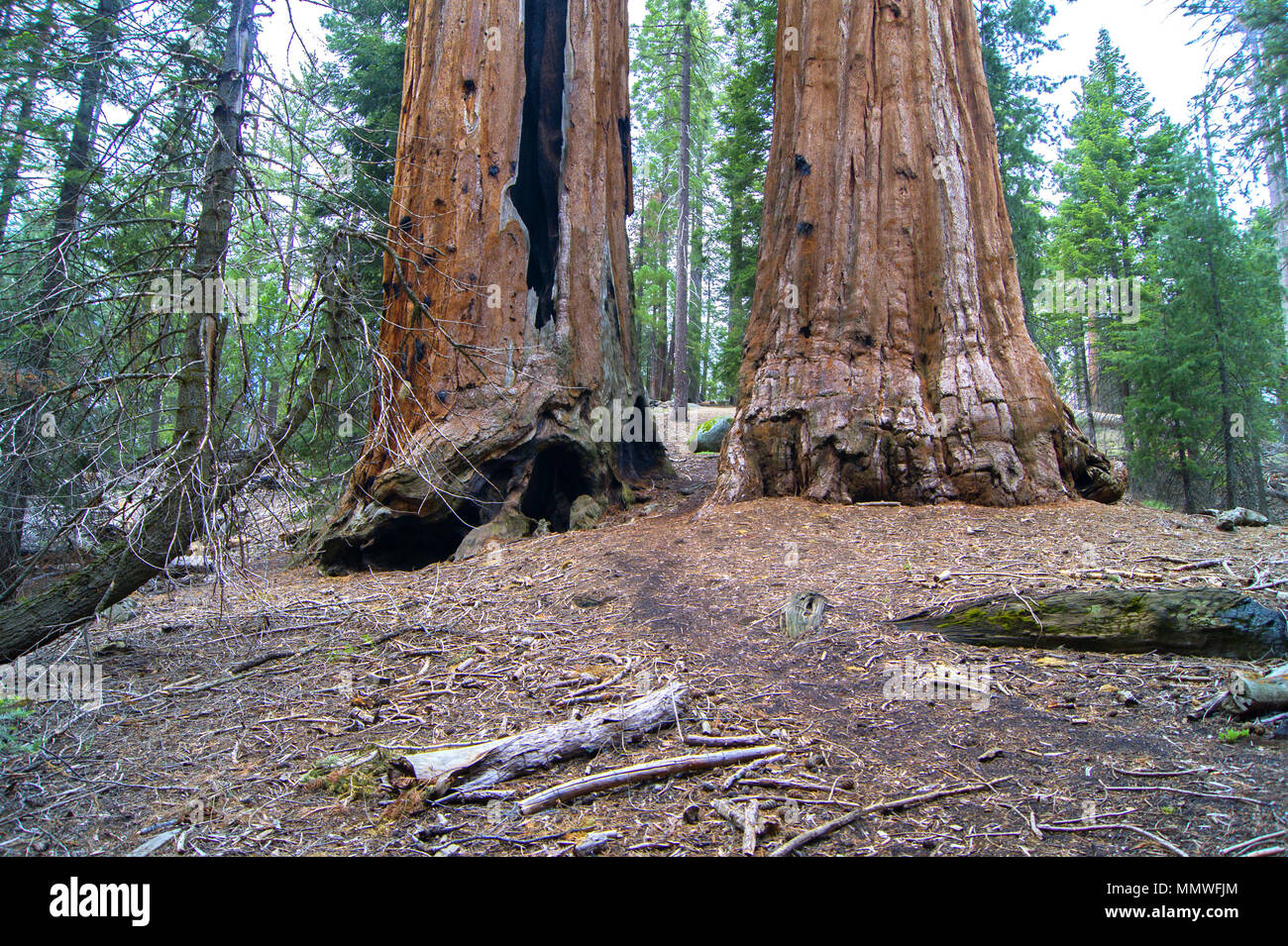Sequoia Park, Giant Tree, California, USA Stock Photo - Alamy