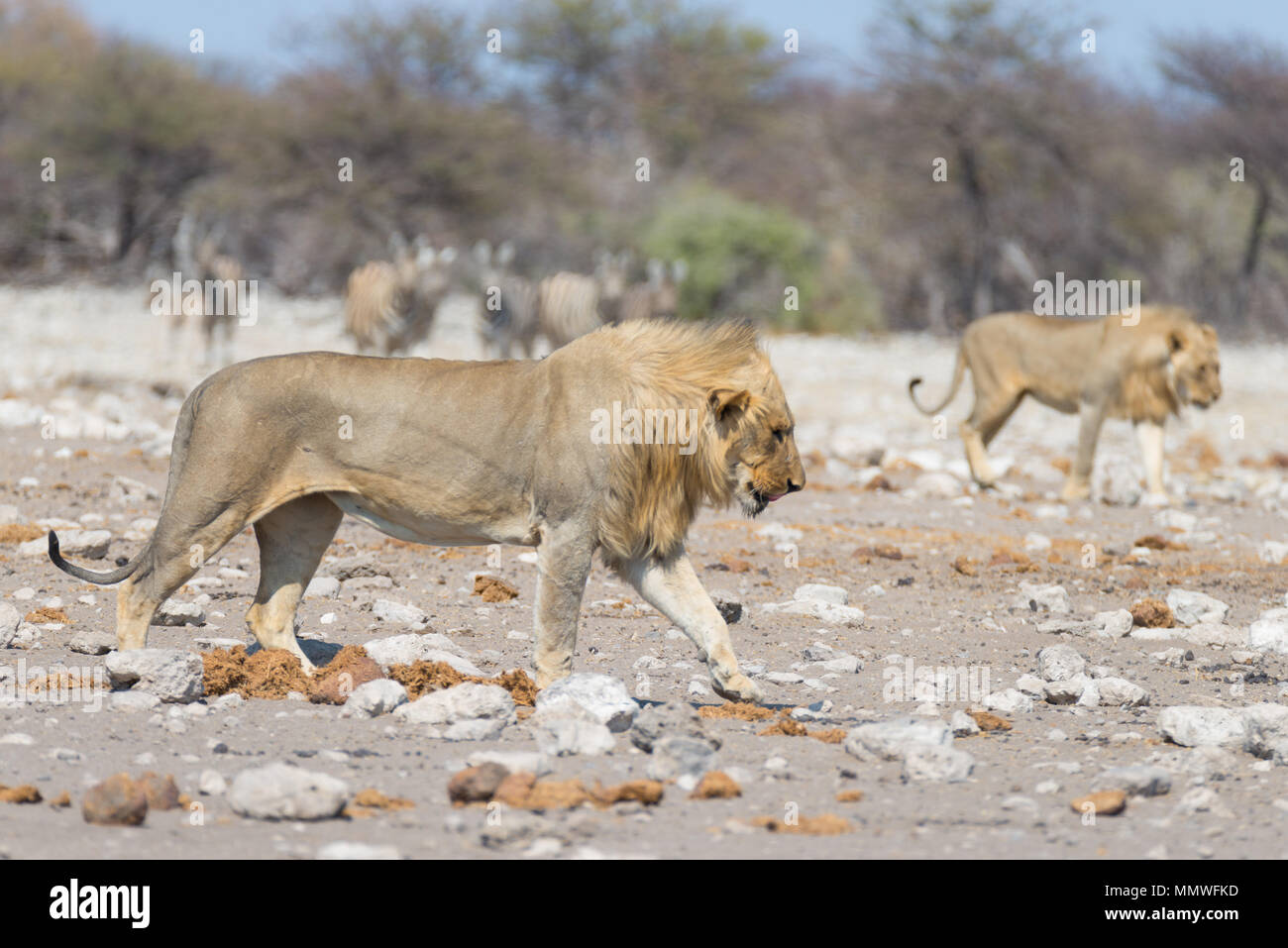 Lion running zebra hi-res stock photography and images - Alamy