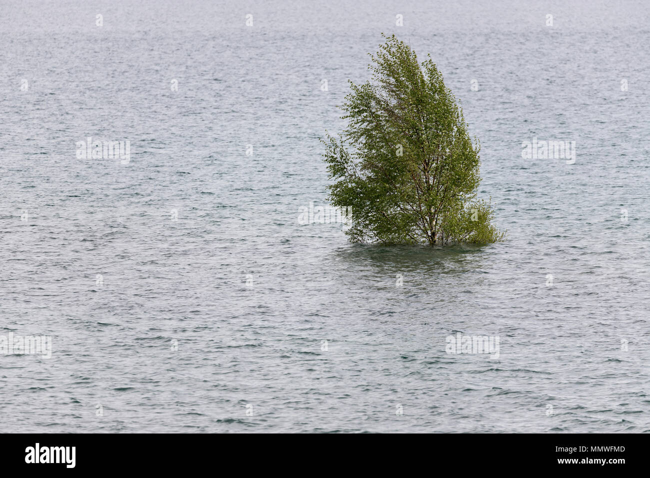 Tree in flood hi-res stock photography and images - Alamy