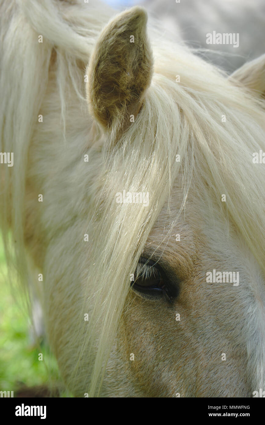 white horse mane look and mane close up Stock Photo - Alamy