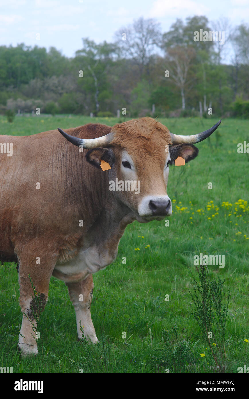 Aubrac cows, in their meadow in Auvergne, portraits Stock Photo - Alamy