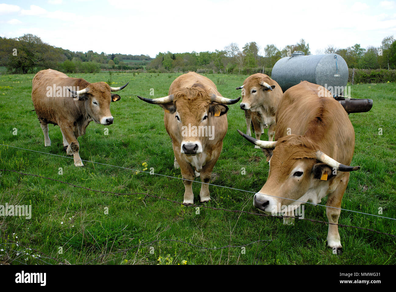 Aubrac cows hi-res stock photography and images - Alamy