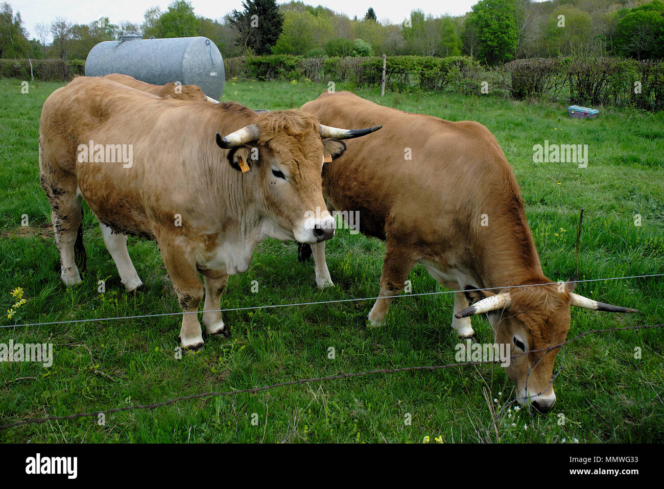Aubrac cows hi-res stock photography and images - Alamy
