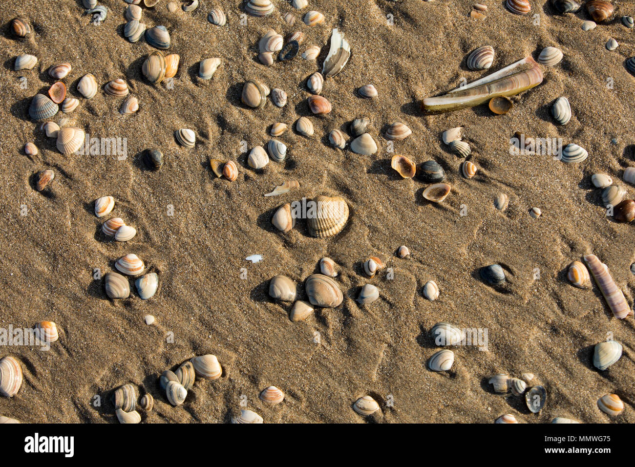 Little sea shells and stones on sand Stock Photo - Alamy